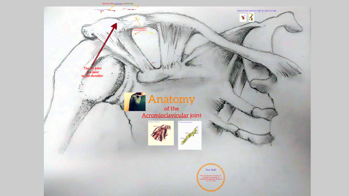 Anatomy of the AC joint by Catherine Hails on Prezi
