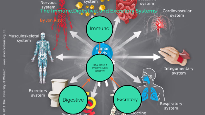 Organ Trail by Jon Rizvi on Prezi