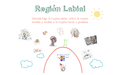 Anatomía Topográfica: Región Labial by Aurora Valdés Retamal on Prezi