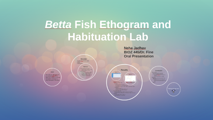 Betta Fish Ethogram and Habituation Lab by Neha Jadh on Prezi