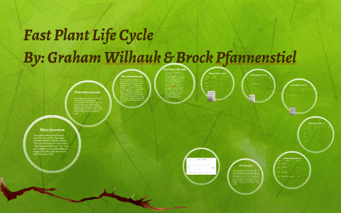 Fast Plant Life Cycle by on Prezi