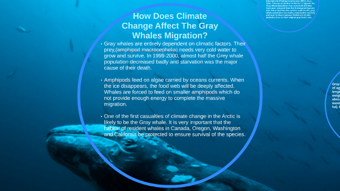 How Does Climate Change Affect The Grey Whales Migration? by Elisabeth ...