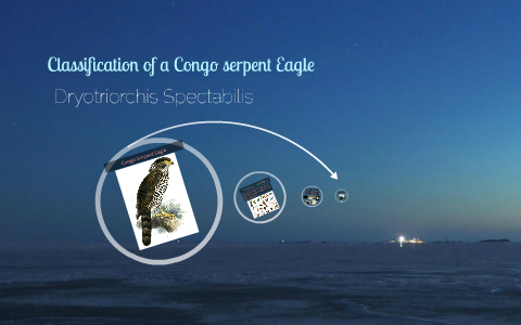 Classification of the Congo Serpent Eagle by Drew Hopkins on Prezi