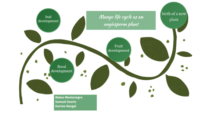 Mango life cycle by kari Rangel on Prezi