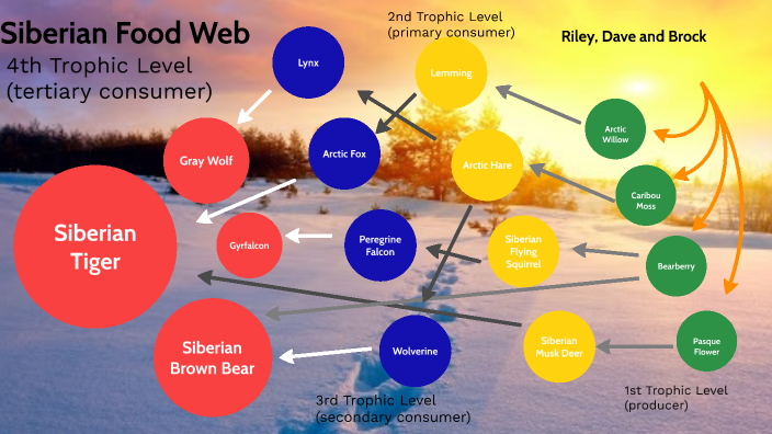 Siberian Food Web by Riley West on Prezi
