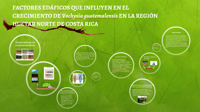 FACTORES EDÁFICOS QUE INFLUYEN EN EL DESARROLLO DE Vochysia ...