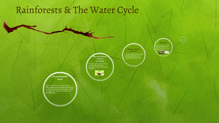 Rainforests & The Water Cycle by Shayley Christy on Prezi