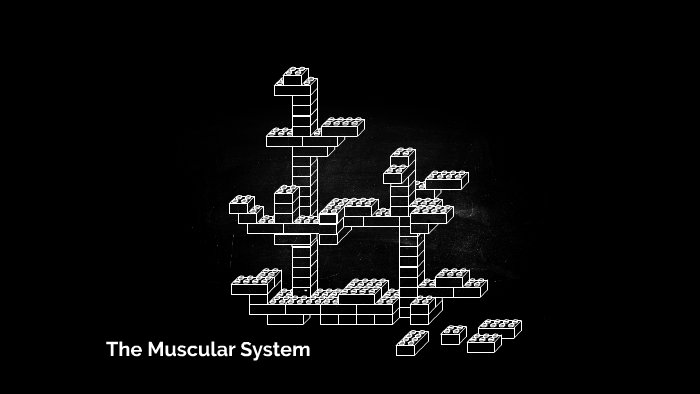 The Muscular System by Nick Dorrell on Prezi
