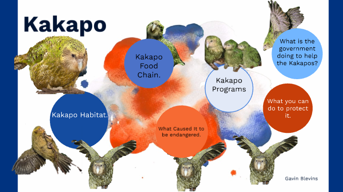 Kakapo by Gavin Blevins on Prezi