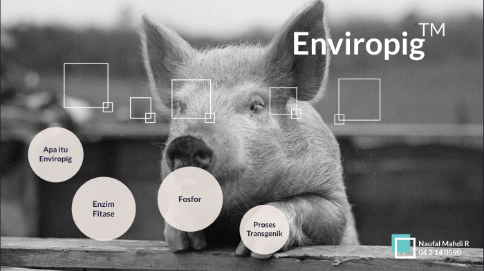 Enviropig by Naufal Rameda on Prezi