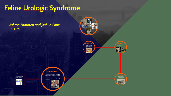 Feline Urologic Syndrome by Ashton Thornton on Prezi