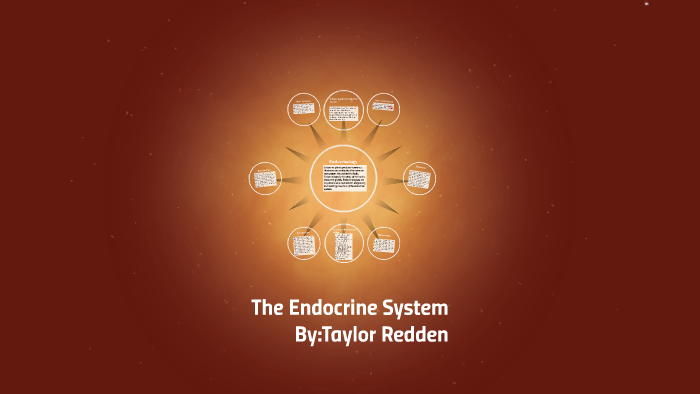 The Endocrine System by taylor redden on Prezi