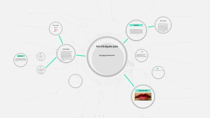 Parts of the Digestive system by jamari anderson on Prezi