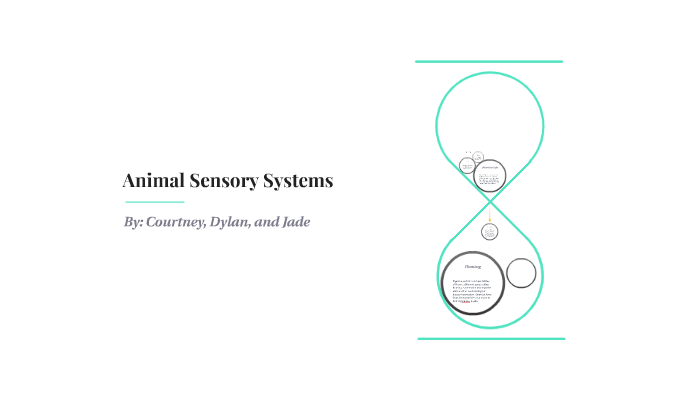 Animal Sensory Systems by Kellie Eineichner on Prezi