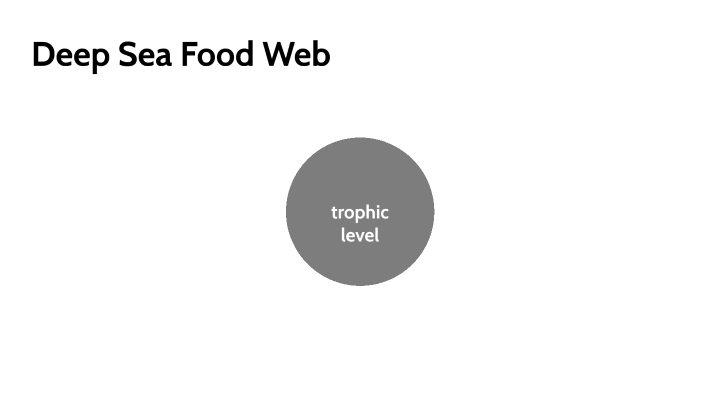 deep sea food web by sawyer baker on Prezi