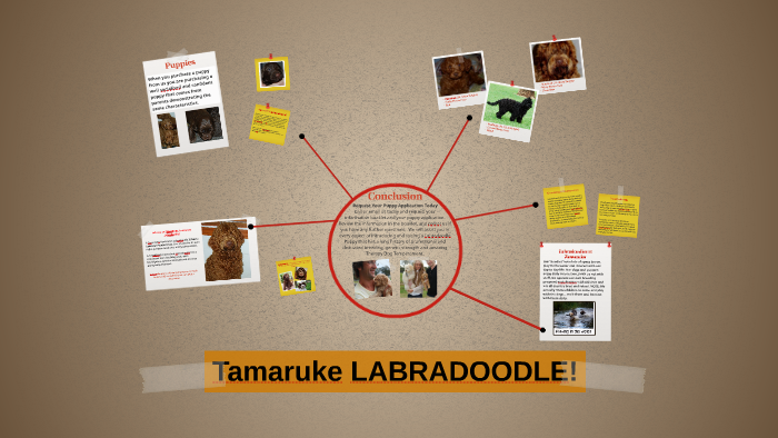 TAMARUKE LABRADOODLE! by Alycia Teague on Prezi