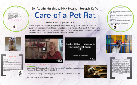 Care of a pet Rat By Nick Hoang, Austin Huzinga, and Joseph Kafle by ...