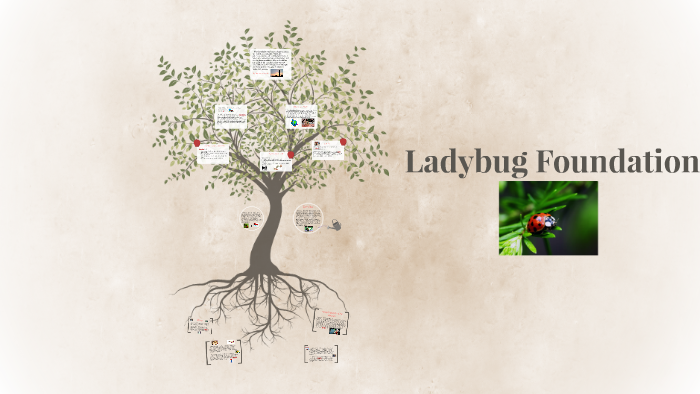 The Ladybug Foundation by Cassandra Carter on Prezi