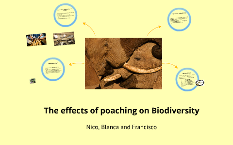 Poaching and its effects on biodiversity by Nico Vaunhefflyunn on Prezi