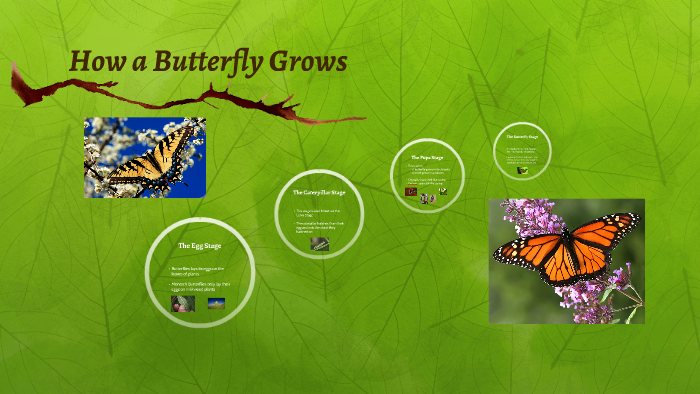 How a Butterfly Grows by Alexus DegBrina on Prezi
