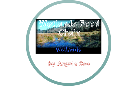 Wetlands Food Chain by Angela Cao on Prezi