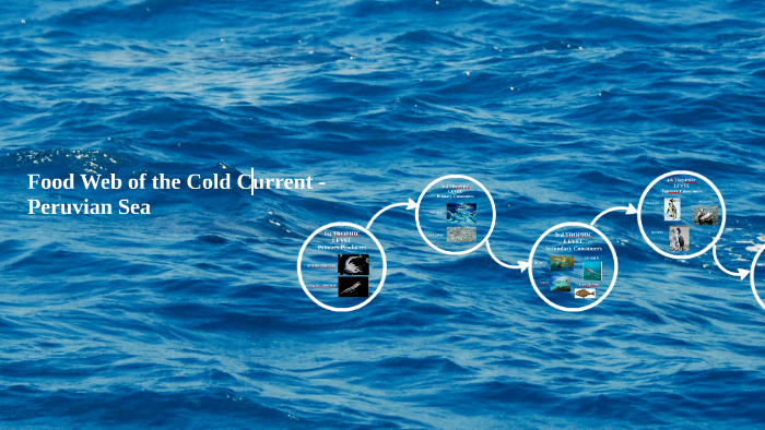 Food Web of the cold current - Peruvian Sea by debs t on Prezi