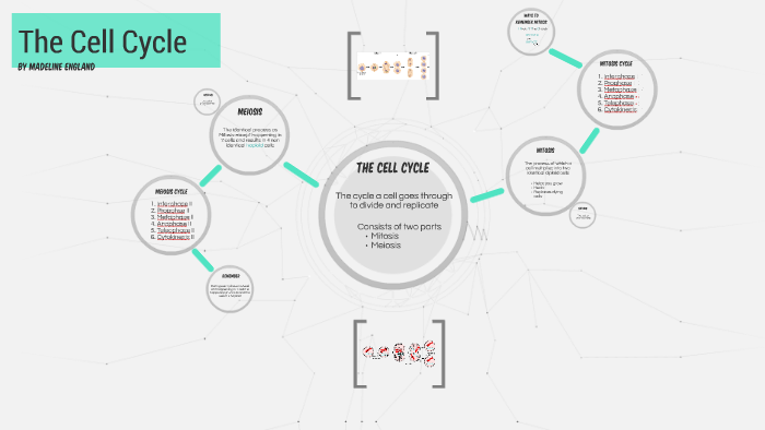 The Cell Cycle: Mitosis and Meiosis by Madeline England on Prezi