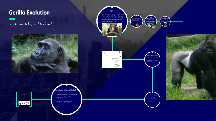 Gorilla Evolution by Ryan Leventhal on Prezi