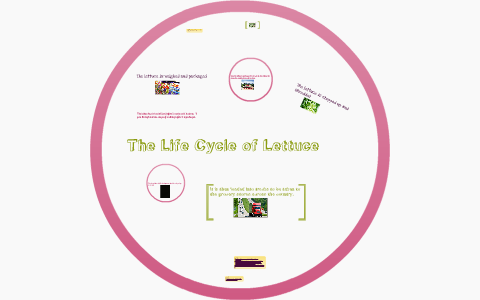 Lettuce Life Cycle by Megan Kuipers on Prezi