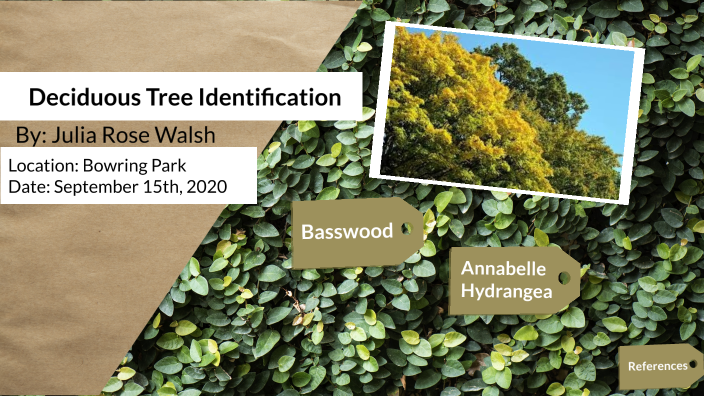 Deciduous Tree Identification by julia walsh on Prezi