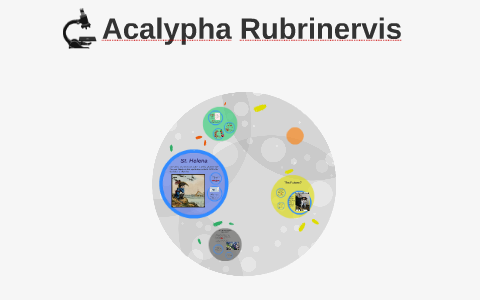 Acalypha Rubrinervis by Elizabeth Arrazola on Prezi