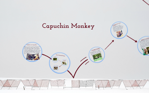 capuchin monkeys by Bailey Nantais