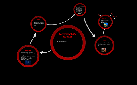 loggerhead turtle food web by alexis grissom on Prezi