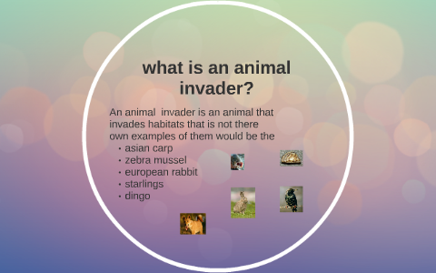 Animal invaders by deshaun jones on Prezi