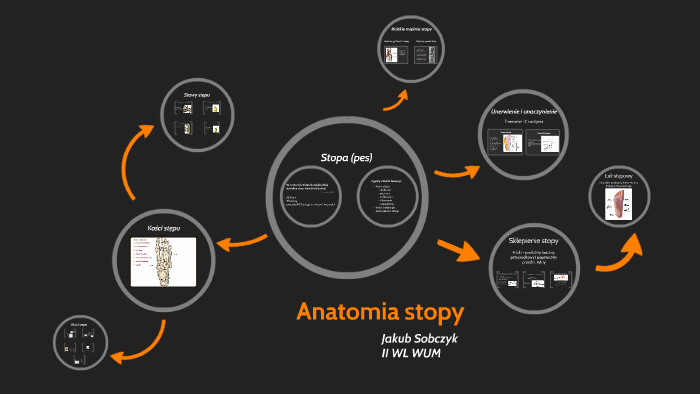Anatomia stopy by Jakub Sobczyk on Prezi