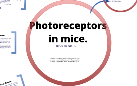 Photoreceptor Transplant helps mice to see. by Armando Torres on Prezi