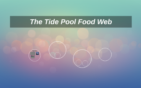 The Tide Pool Food Web by Brittney Taylor on Prezi