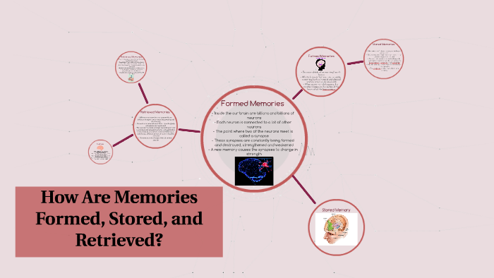 How Are Memories Formed, Stored, and Retreived? by Elizabeth S on Prezi