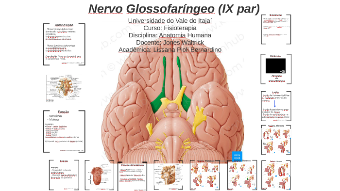 Nervo Glossofaríngeo (IX par) by Letícia Schneider on Prezi
