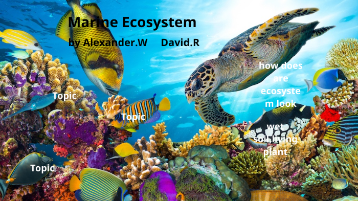 Marine ecosystem project by Meggan Howenstine on Prezi