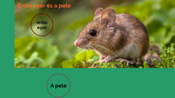 Erdei egér és a pele by Olga Koleszár on Prezi