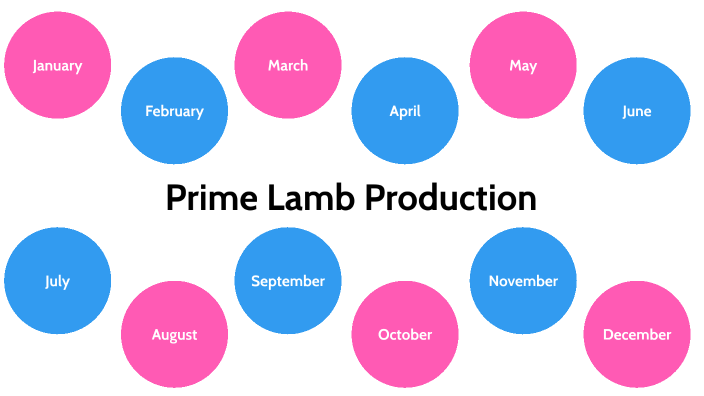 Prime Lamb Production by Bree MacKenzie on Prezi