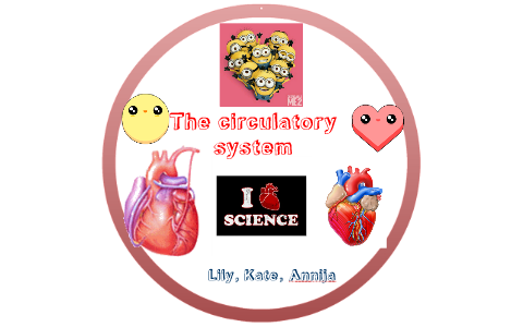 circulatory system finished by shmeegal Bob on Prezi