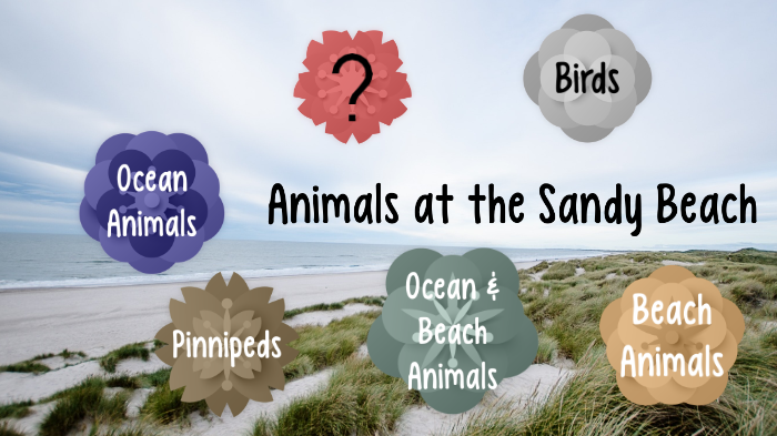 Sandy Beach - Intro to Animals by Laurel Levitan on Prezi