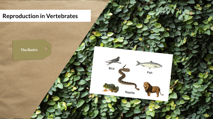 Reproduction In Vertebrates by Oratile Mongwegi on Prezi