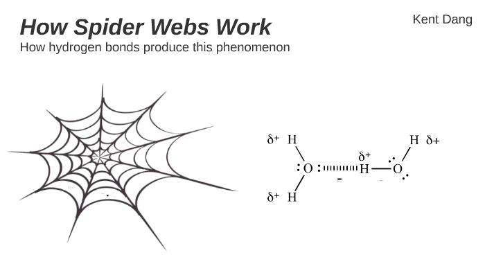 How Spider Webs Work by Kent Dang on Prezi
