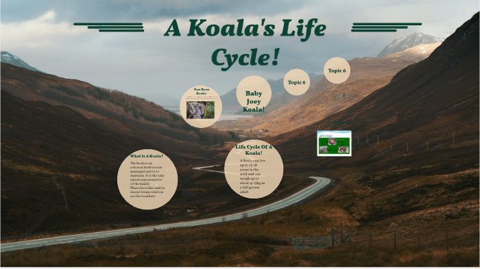 Life Cycle Of A Koala! by Hayden Harris on Prezi