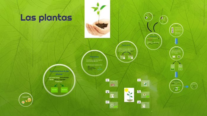 Las plantas by Marta Sanchez Santana on Prezi