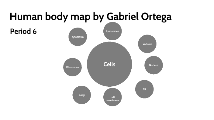 Human body map by by Gabriel Ortega on Prezi