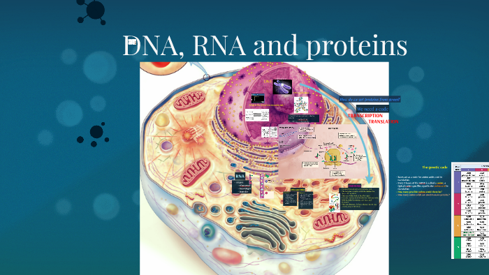 DNA, RNA and proteins by